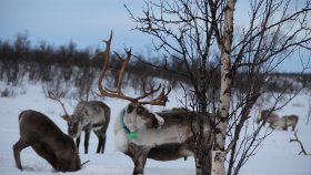 Reindrift - Landbruksdirektoratet